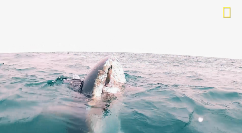 Bluefin Tuna | National Fisherman