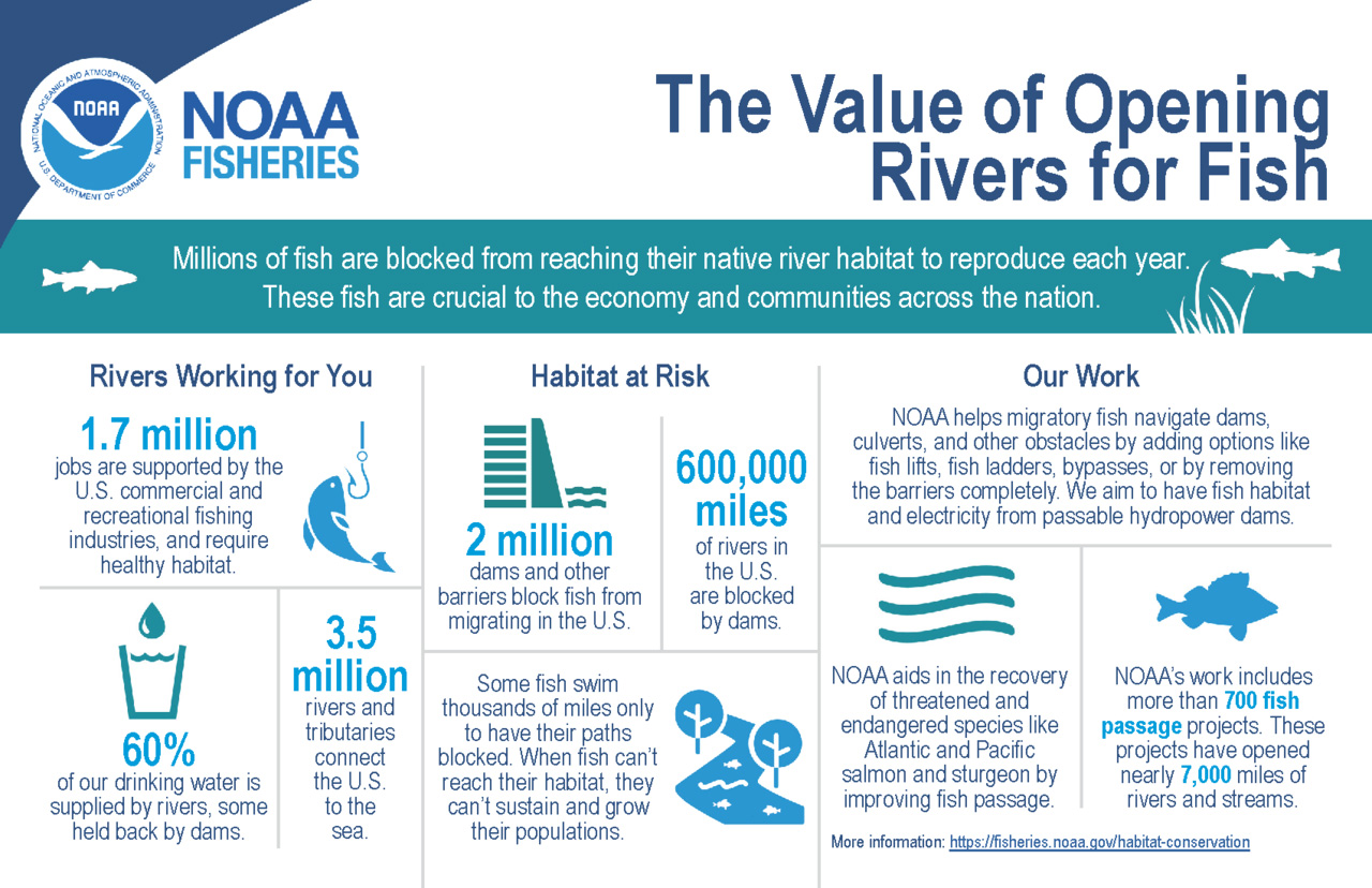 World Fish Migration Day 2022: helping fish migrate helps the economy ...