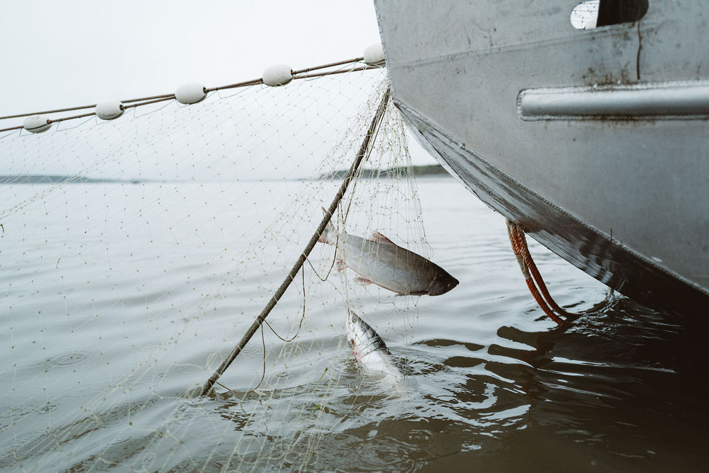 Through the Lens with Ben Matthews: from Bristol Bay salmon to ...