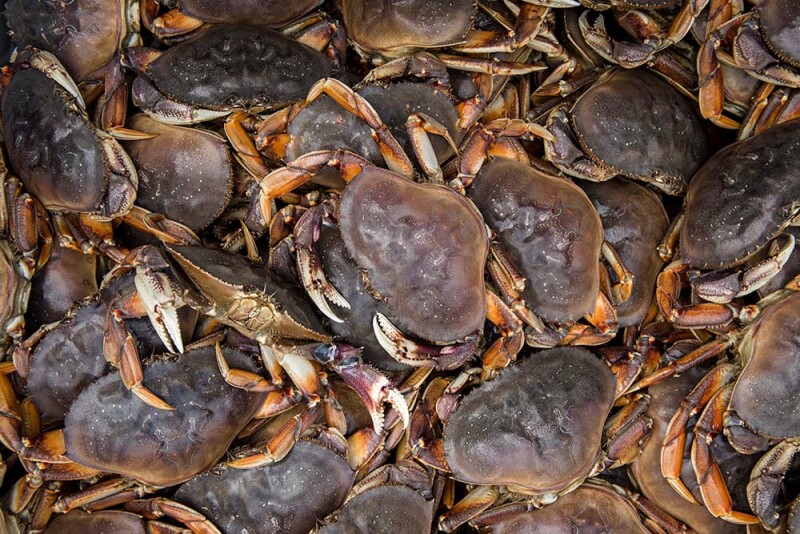 Dungeness Crab | National Fisherman