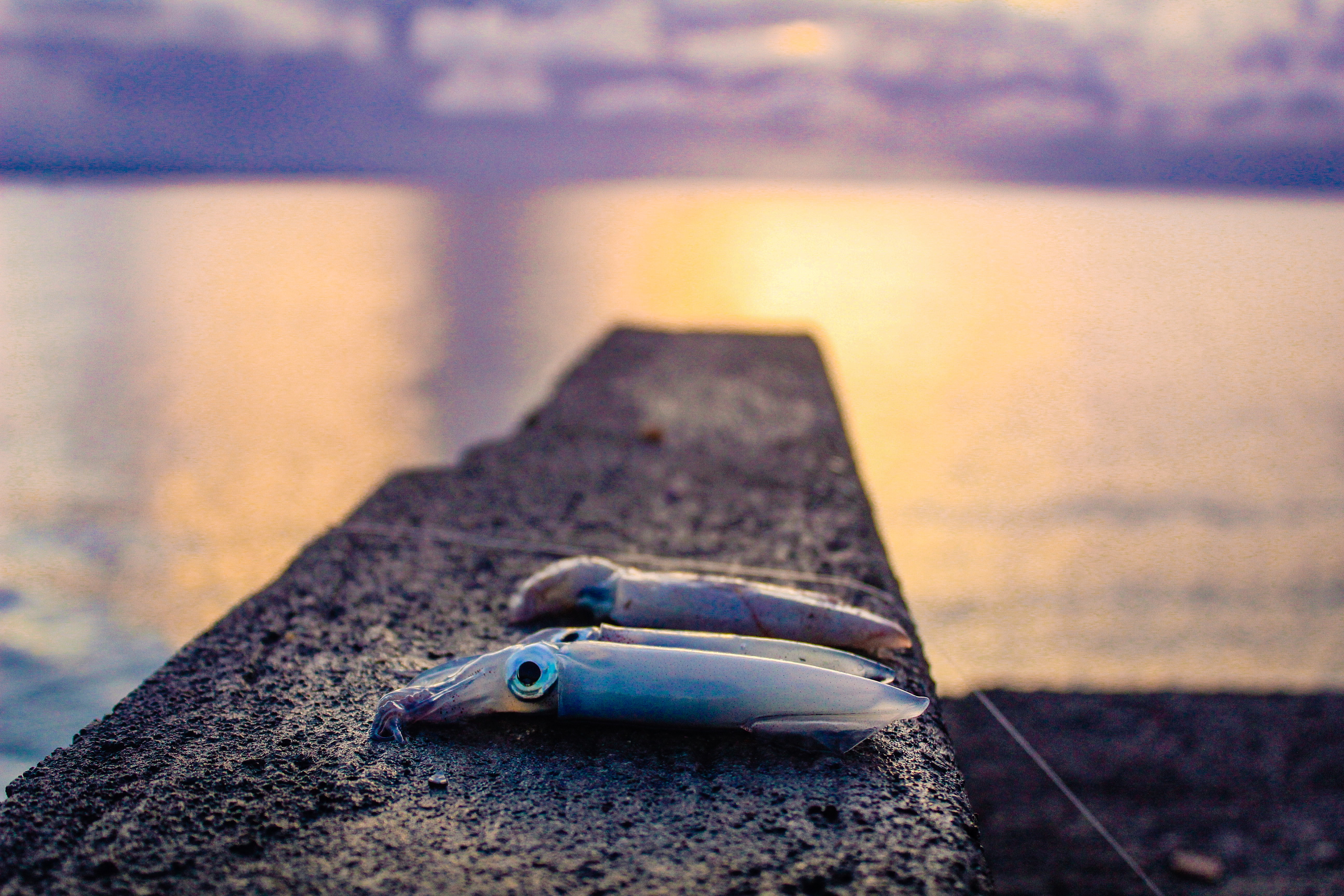 High seas squid fisheries booming in regulatory vacuum | National Fisherman