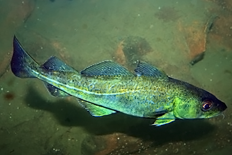 NOAA restricts cod fishing along part of Mass. coast | National Fisherman