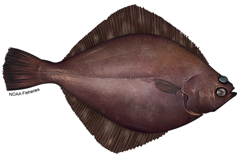 Halibut | National Fisherman