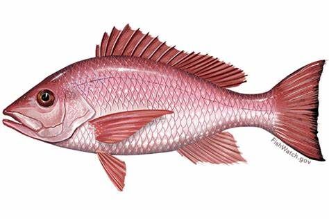 2023 commercial red snapper season closed | National Fisherman