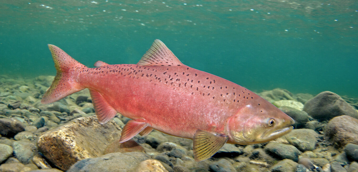 King runs declining in Bristol Bay as sockeye shatter records ...