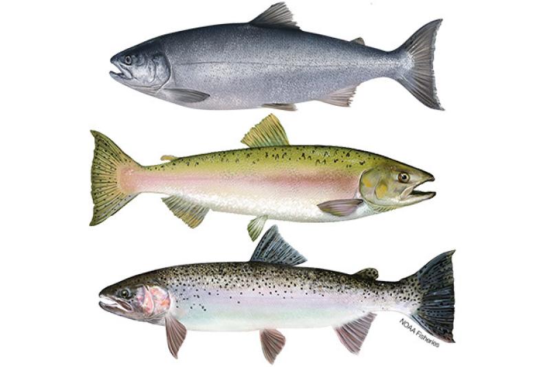 Opinion: Salmon ranchers moving in on Cook Inlet fishermen | National ...