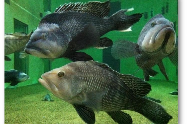 Black Sea Bass | National Fisherman