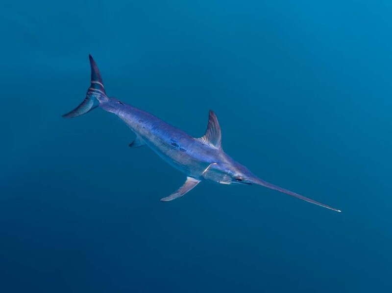 The slow death and uncertain future of California’s swordfish fishery ...
