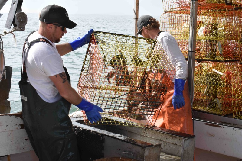 Chesapeake Bay crab numbers jump after winter dredge survey | National ...