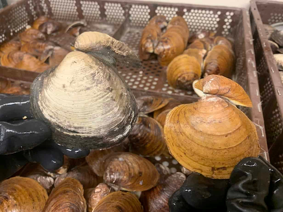 Studies reveal new data on ocean quahog population dynamics | National ...