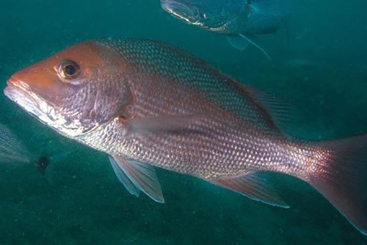 Alabama to use tablets to get anglers' snapper data | National Fisherman