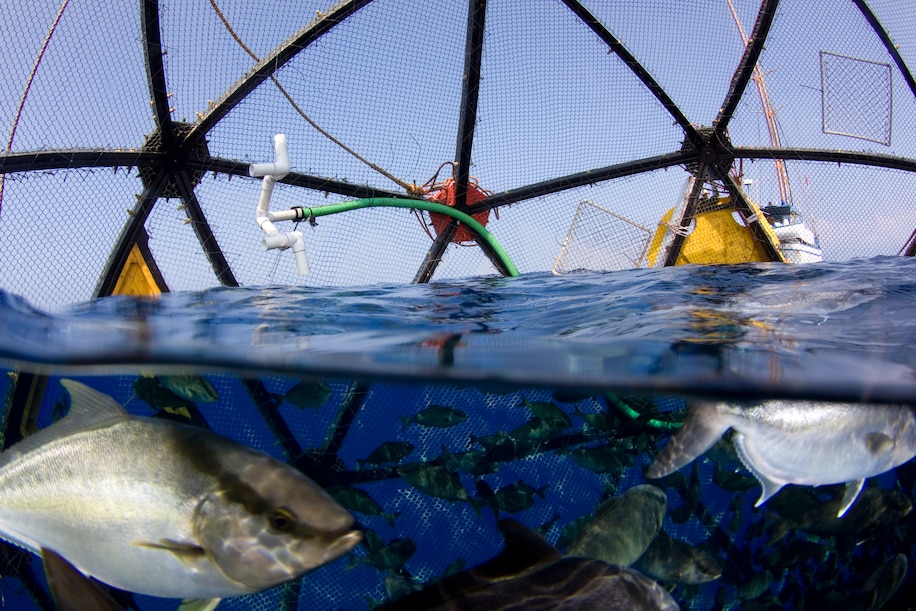 Feds move toward permitting offshore Florida fish farm | National Fisherman