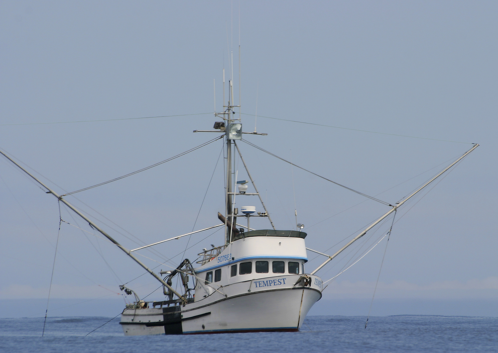 Chinook salmon season likely to remain closed In Oregon and California ...