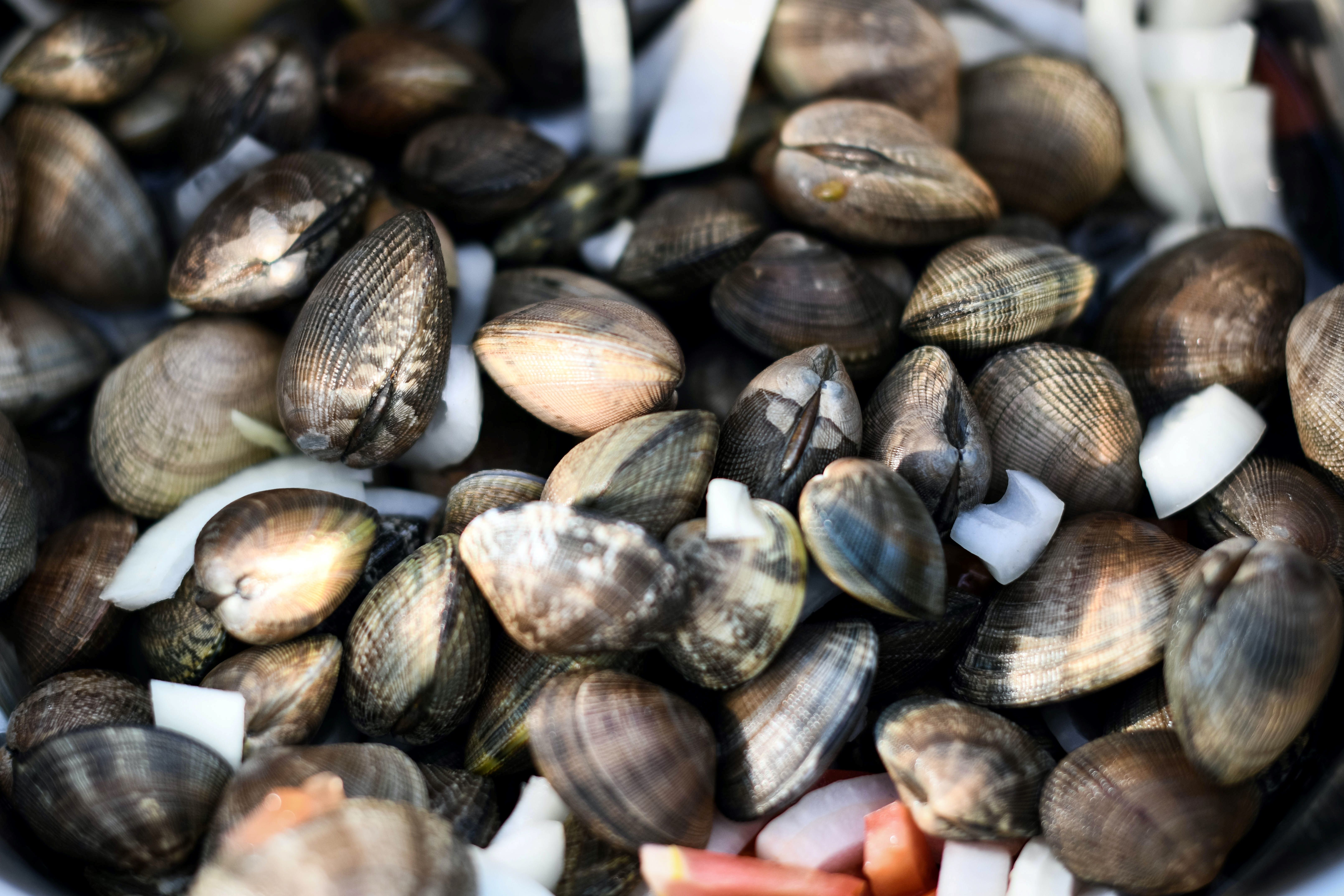 Bill aims to rake in more ‘clams’ for seafood industry | National Fisherman