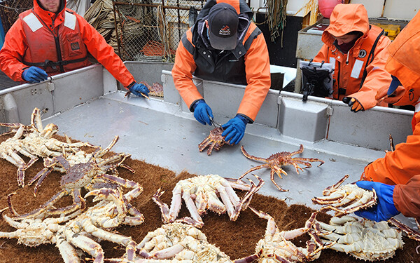 Red king crab surveying update has Bering Sea fishermen hopeful ...