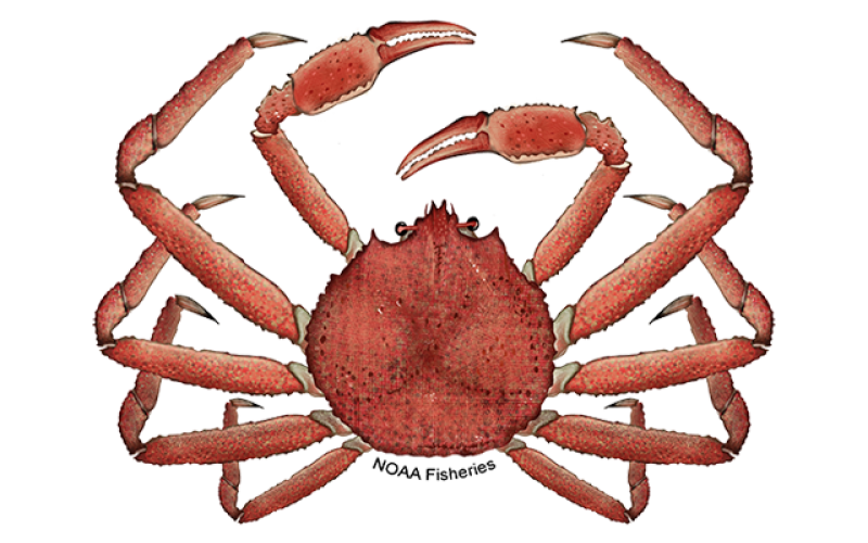 Alaska Insight presents: Understanding the Bering Sea snow crab ...