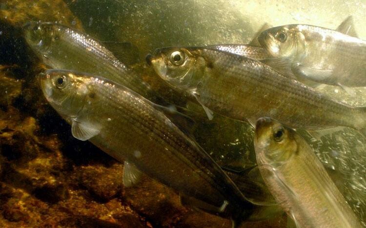 Historic alewife runs in Maine continue to rebound | National Fisherman