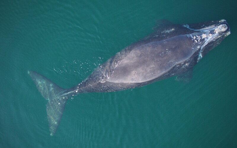Dead right whale at Martha’s Vineyard was seen entangled off Canada in ...