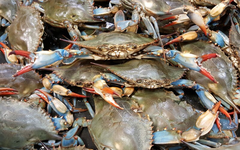 Scientists dredge for lowdown on Chesapeake Bay blue crabs | National ...