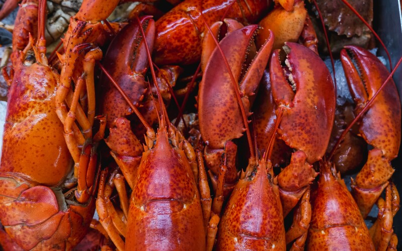 New Hampshire bill would let divers catch lobsters, clean up traps ...