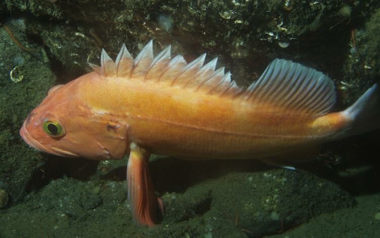 Calif. halts retention of quillback rockfish | National Fisherman