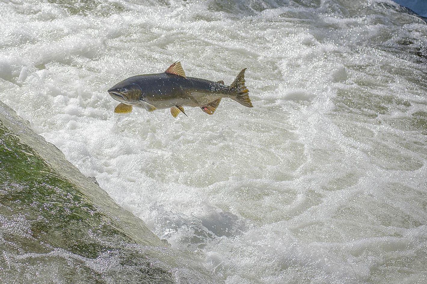 World Fish Migration Day 2022: helping fish migrate helps the economy ...