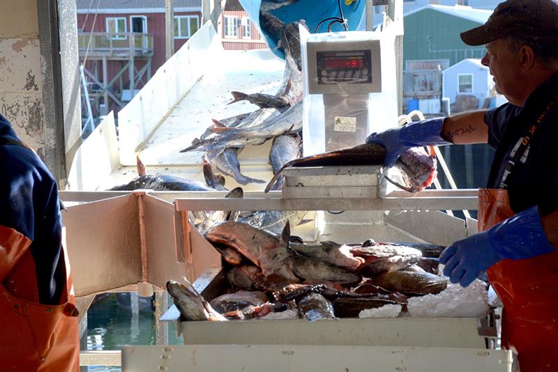 Fishermen fear shutdown over Gulf of Maine haddock | National Fisherman