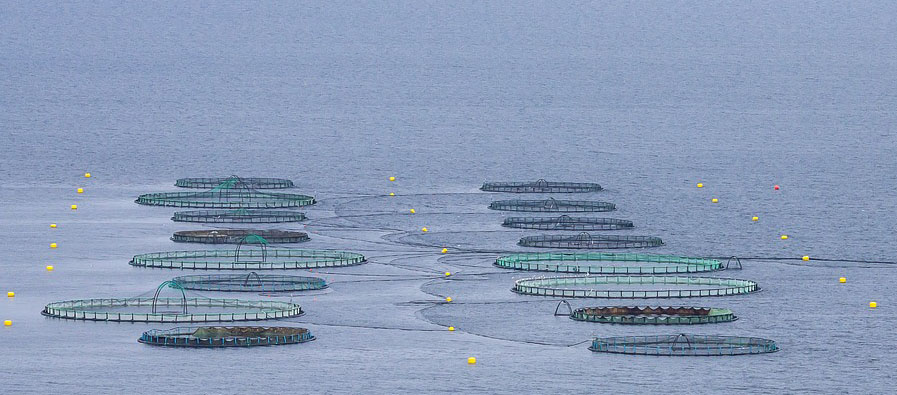 Tech companies work to make fishing, aquaculture more sustainable ...