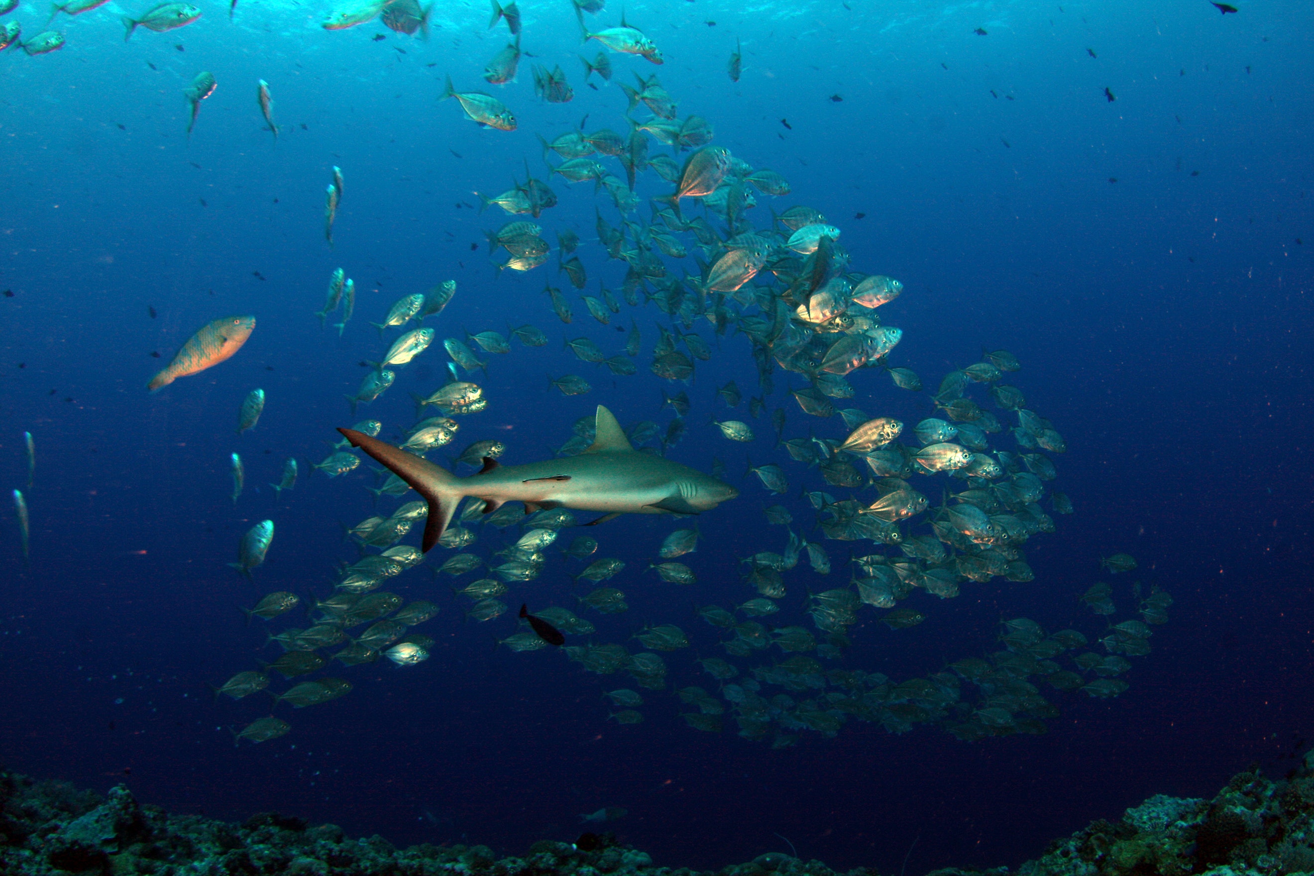 Overfishing driving reef sharks to extinction, study finds | National ...