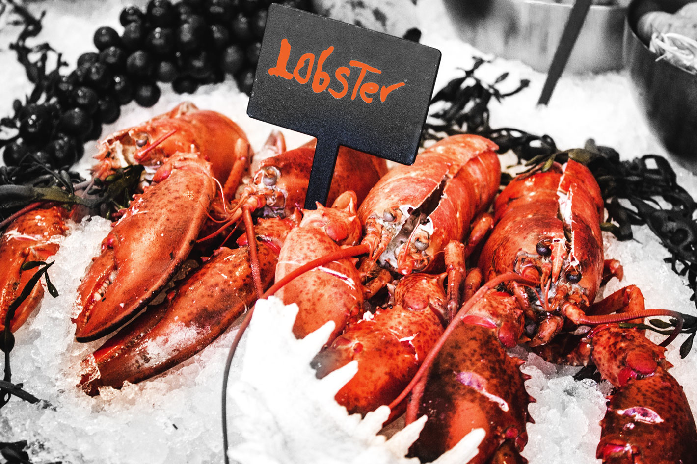 A new program to research American Lobster fishery’s sustainability ...