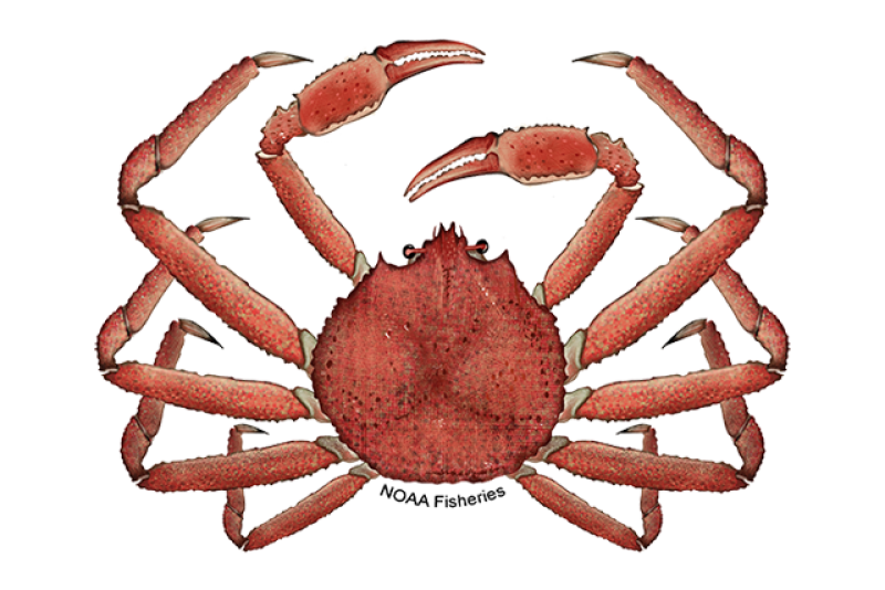 Alaska Insight presents: Understanding the Bering Sea snow crab ...