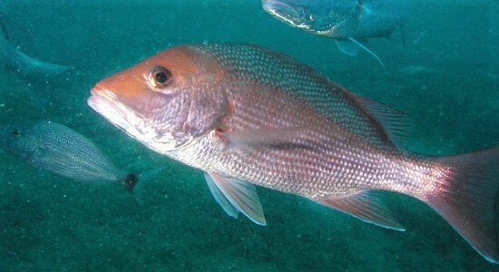 Snapper | National Fisherman