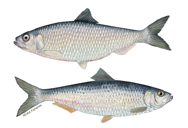 Menhaden | National Fisherman