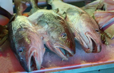 Pacific cod fishery in Gulf of Alaska shut down for 2020 | SeafoodSource