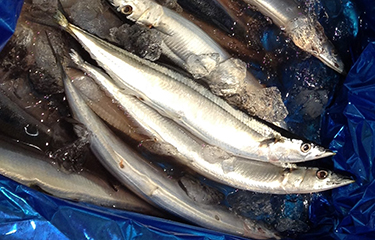 Japan’s saury catch hits a new low, price continues to rise | SeafoodSource