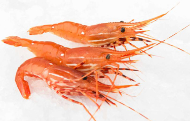 Canada’s Tri-Star Seafood recalls live spot prawns | SeafoodSource