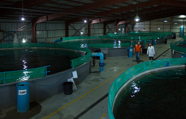 Billund Aquaculture building RAS hatchery construction for Salmones ...