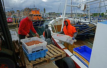 UK government gives fishing special job designation to help attract ...