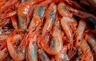 Maine’s shrimp fishery remains in bad shape, with Canada’s now ...