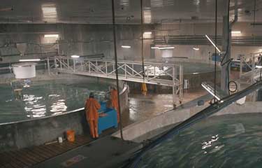 US state of Washington partners with Canadian RAS firm on land-based ...