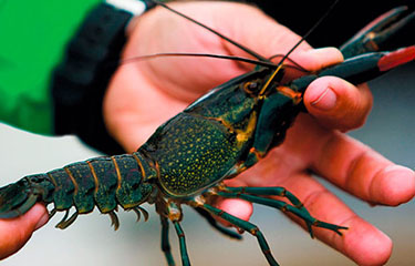 Potential “gold mine” of halal markets lures Singapore Crawfish away ...