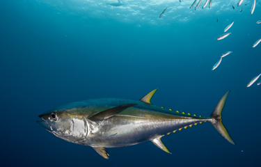 IPNLF, Sea Delight, Prime Seafood spearhead FIP for Brazilian yellowfin ...