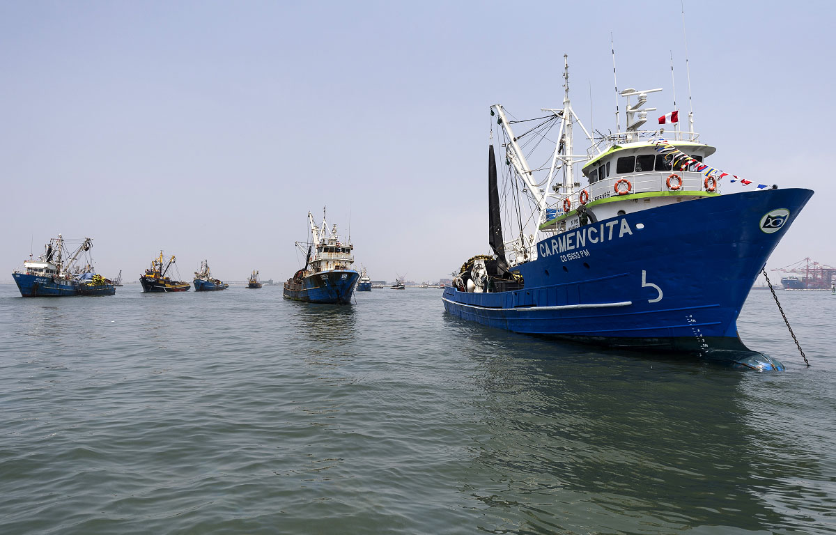 Peru closes anchovy season with 25 percent uncaught as global fishmeal ...