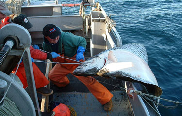 Council cuts Alaska halibut bycatch caps for groundfish fleet ...