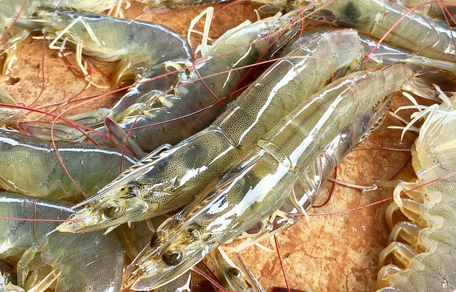 US International Trade Commission: Ecuador, Indonesia dumping shrimp in ...