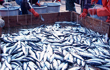 Alaska roe herring season opens with limited interest from Japanese ...