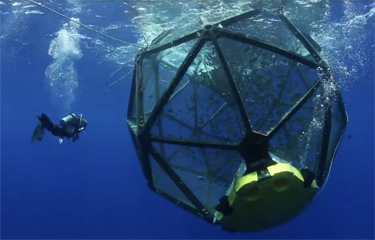 Ocean Era plans species change for Florida fish farm, environmental ...