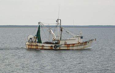 Shrimp nets top commercial spot in North Carolina | SeafoodSource