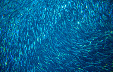 Fish populations are thriving in areas with intense management, global ...