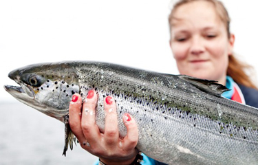 Lower Q3 Canadian salmon harvest for Grieg | SeafoodSource
